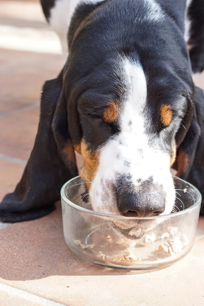 Real Food Ideas For Dogs and Foods Dogs Shouldn't Eat