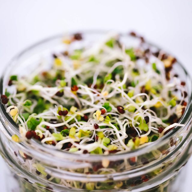 How to Grow Broccoli Sprouts. Broccoli Sprouts Benefits and more.