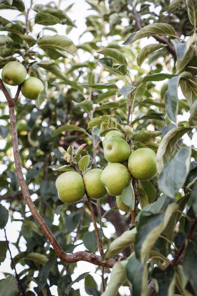 Apple Sweetness Chart - Top Types of Apples and How to Use