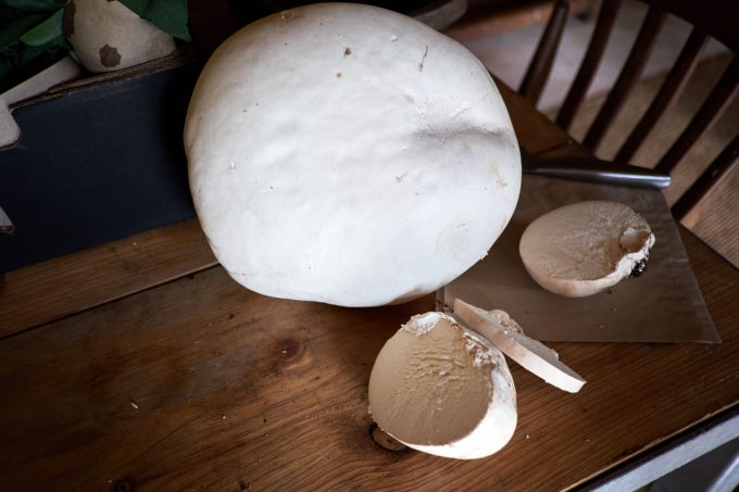 Types of Mushrooms: 15 Best Edible Gourmet Mushrooms
