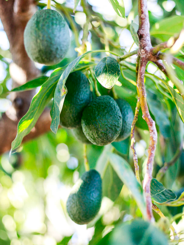 Is Avocado A Fruit Or A Vegetable? Story - Yummy Mummy Kitchen