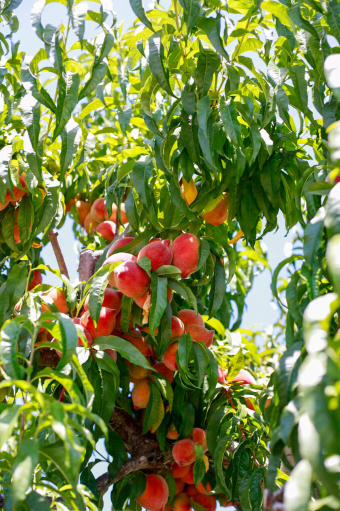 Classic Easy Peach Crisp Recipe with Oat Crumble Topping