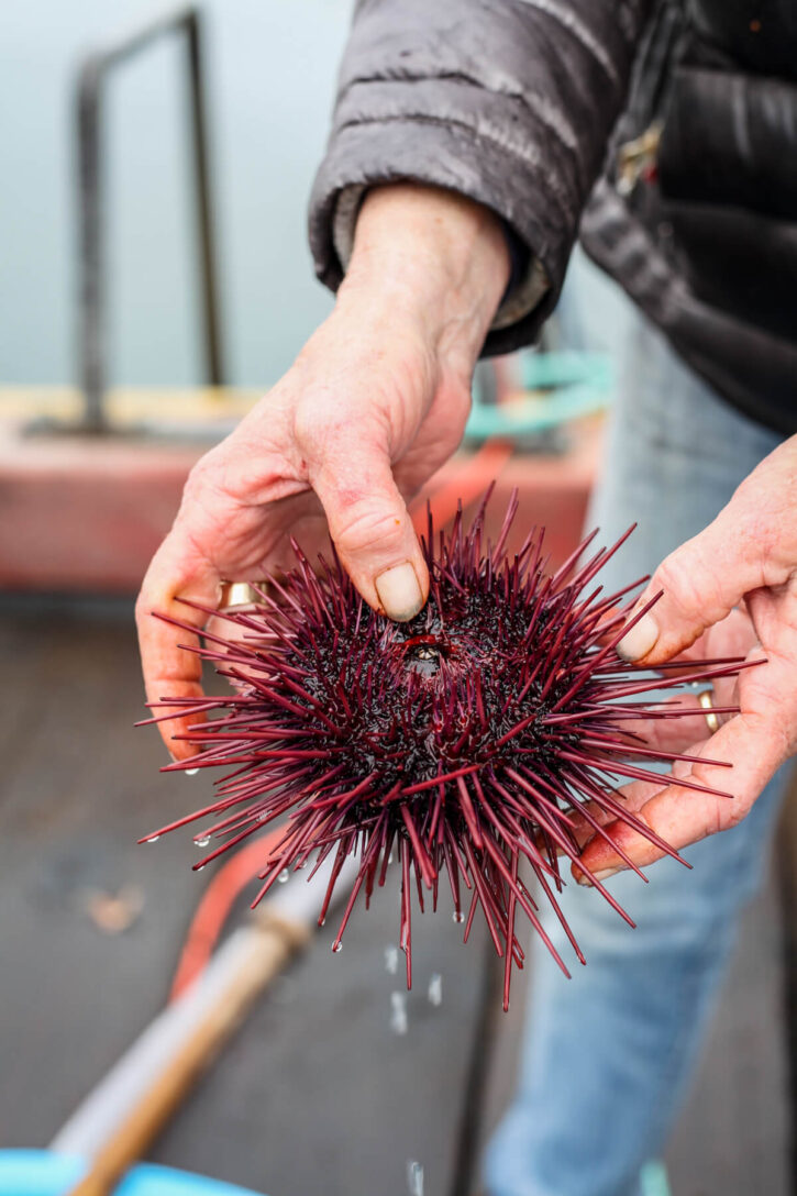 What Is Uni & What does it Taste Like?