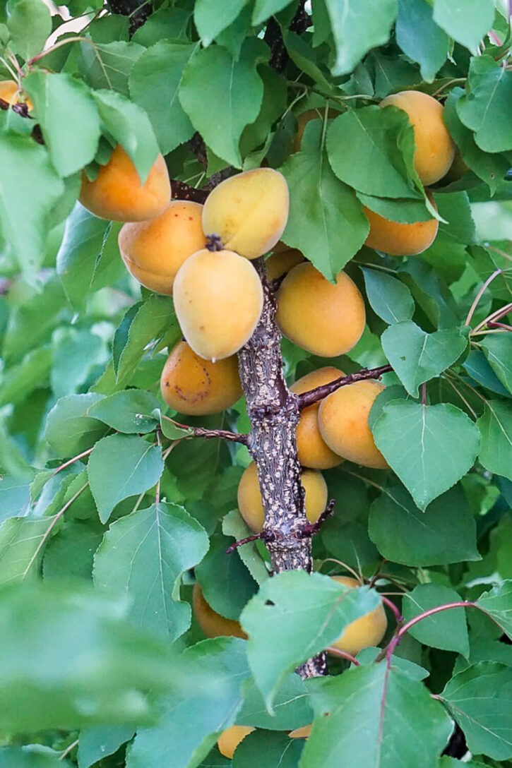 When is Apricot Season + How to Use Fresh Apricots