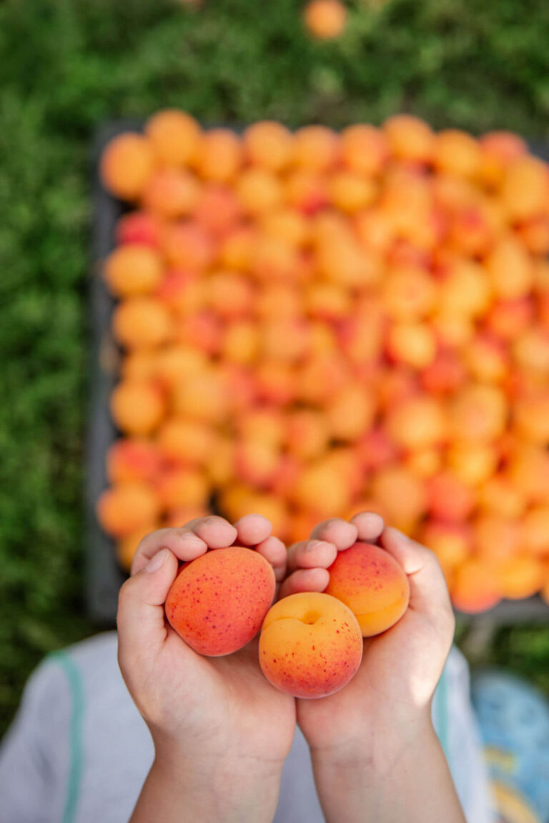 When is Apricot Season + How to Use Fresh Apricots