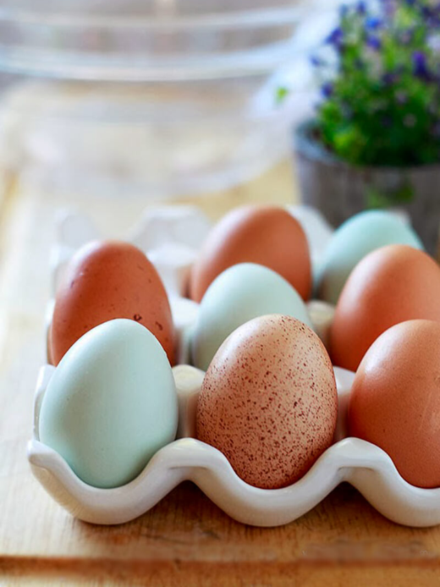 Easter Egger Chickens For Blue Eggs! Story - Yummy Mummy Kitchen