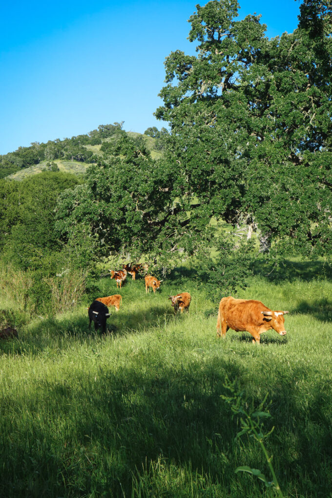 Alisal Guest Ranch in Solvang, CA - Luxury Dude Ranch Review